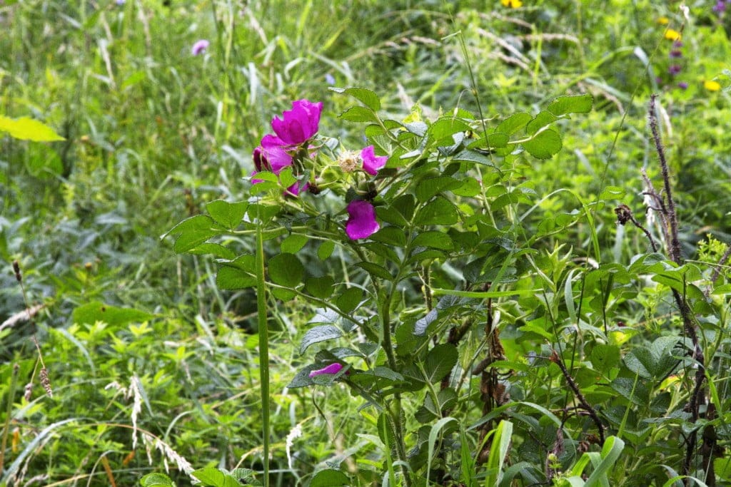 APM Suceava este partener al unui proiect de promovare a ariilor ...