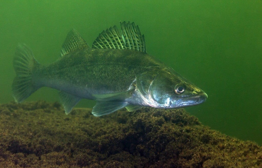 Produse din pește fără acte de proveniență găsite în Bazarul Suceava ...