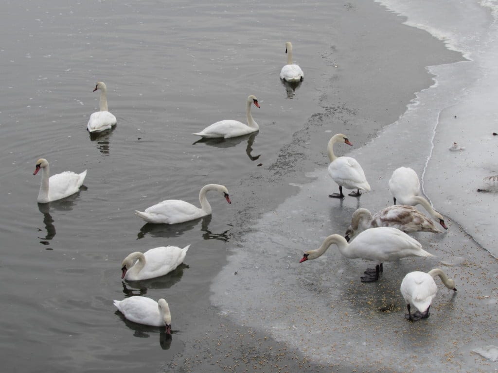 Alertă de gripă aviară la lebede în comuna Rădășeni. DSP Suceava ...