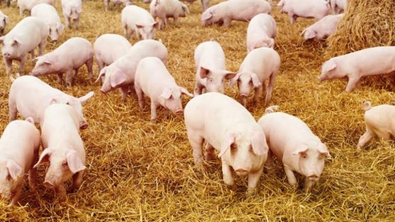 Primul focar de pestă porcină africană în România, confirmat la porci ...