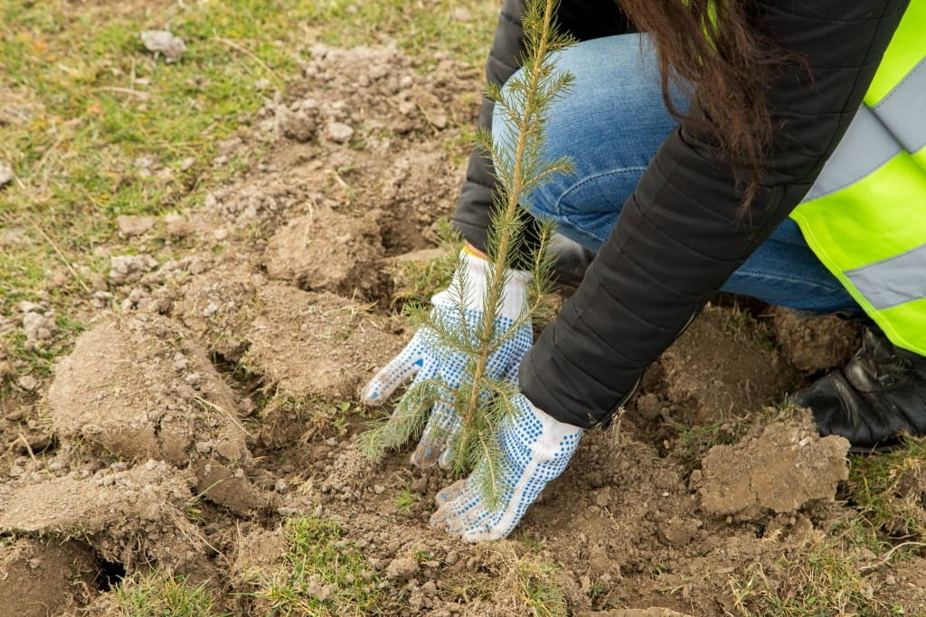 Peste 21.000 de arbori plantați la Poieni-Solca, pe o suprafață ...