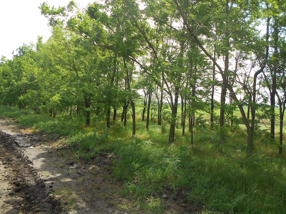 Un bărbat din Udești este cercetat penal pentru că a tăiat ilegal șase ...