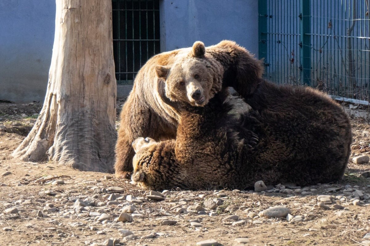 Primarul din Rădăuți anunță că va îmbunătăți condițiile din parcul Zoo ...