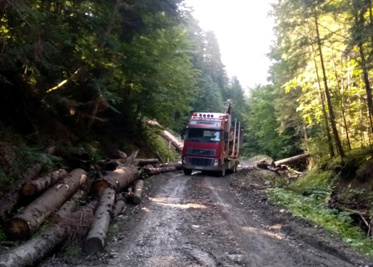 Resturi de exploatare forestieră găsite la Frumosu în albia unui pârâu ...