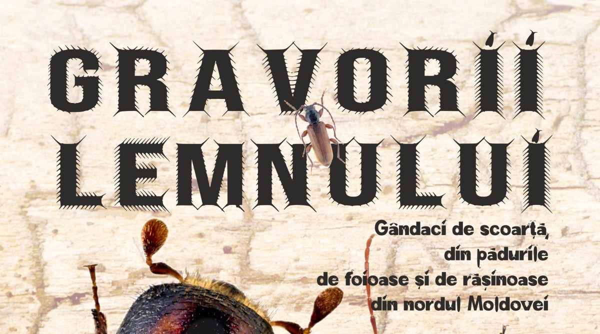 Expoziția „Gravorii Lemnului” dezvăluie secretele fascinante ale ...